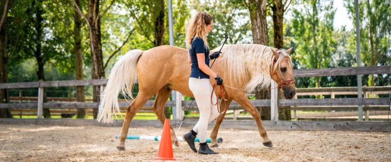Pferd | WAHL Reitsport